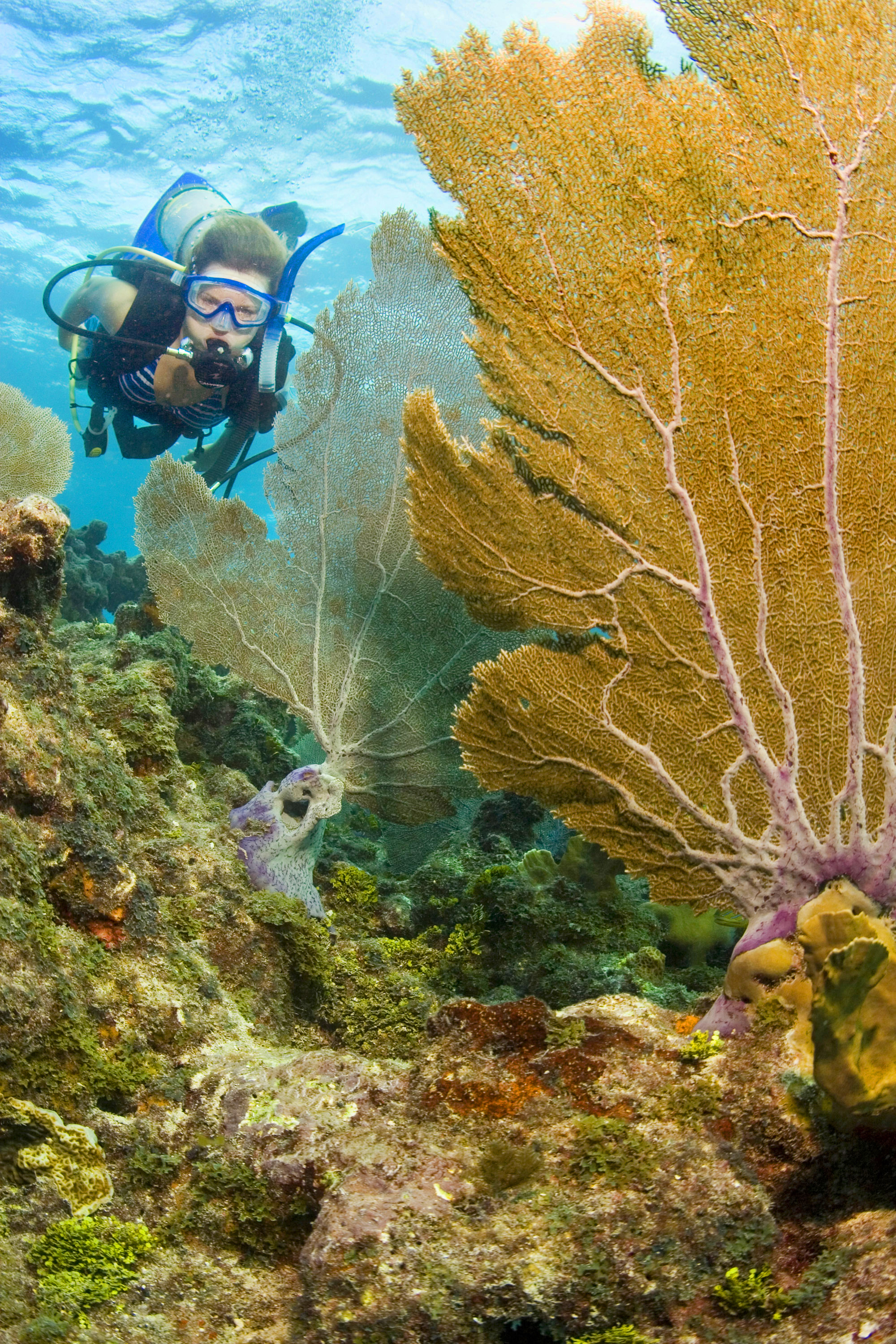 Newsela | Reef recovery off South Florida's coast helps environment and ...