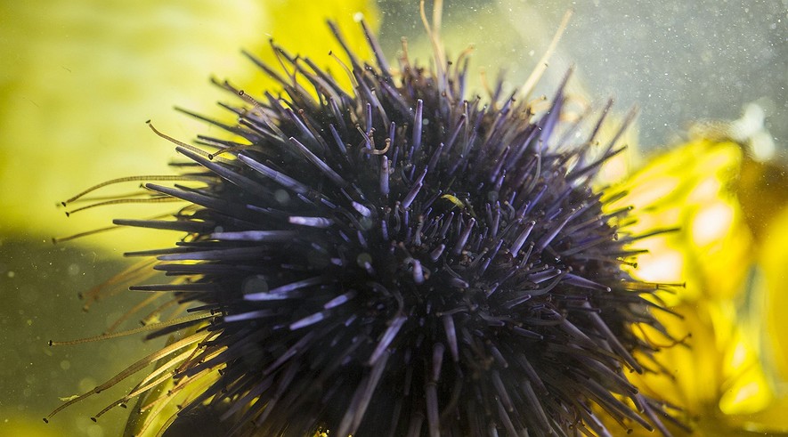Newsela | Colorful sea hedgehogs starting to adapt to our souring oceans Newsela | Colorful sea hedgehogs starting to adapt to our souring oceans